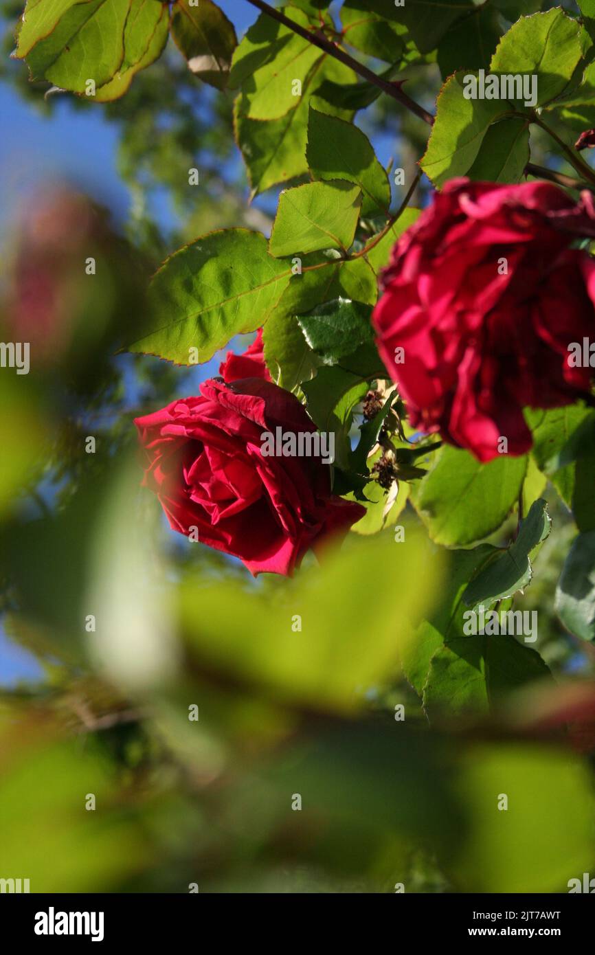 Pettle hi-res stock photography and images - Alamy