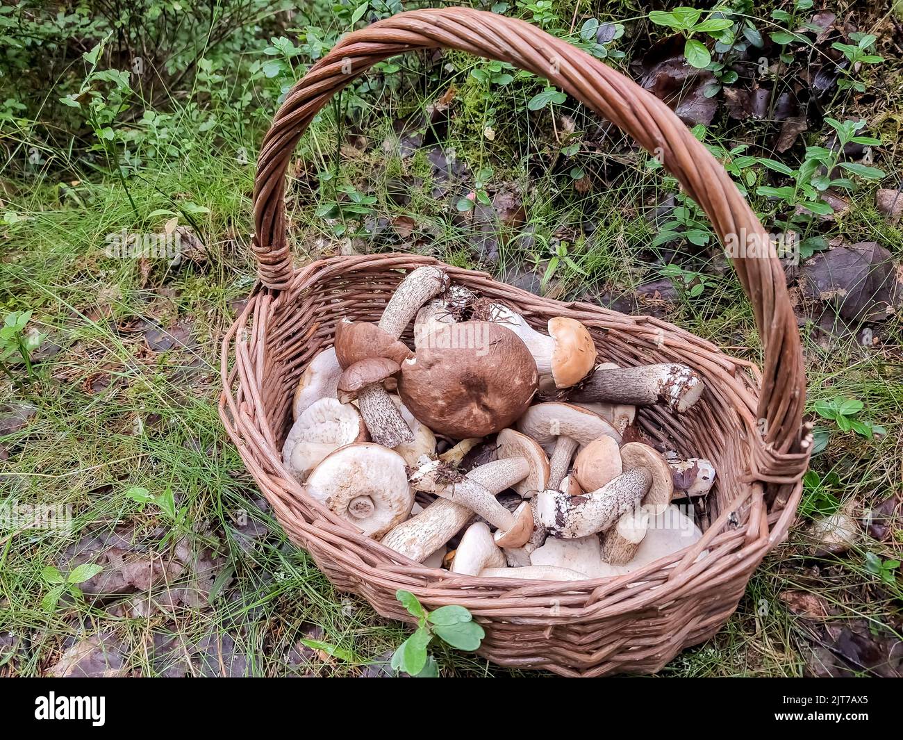 mushrooms in the basket. Fungal Mycelium in moss in a forest. Big ...