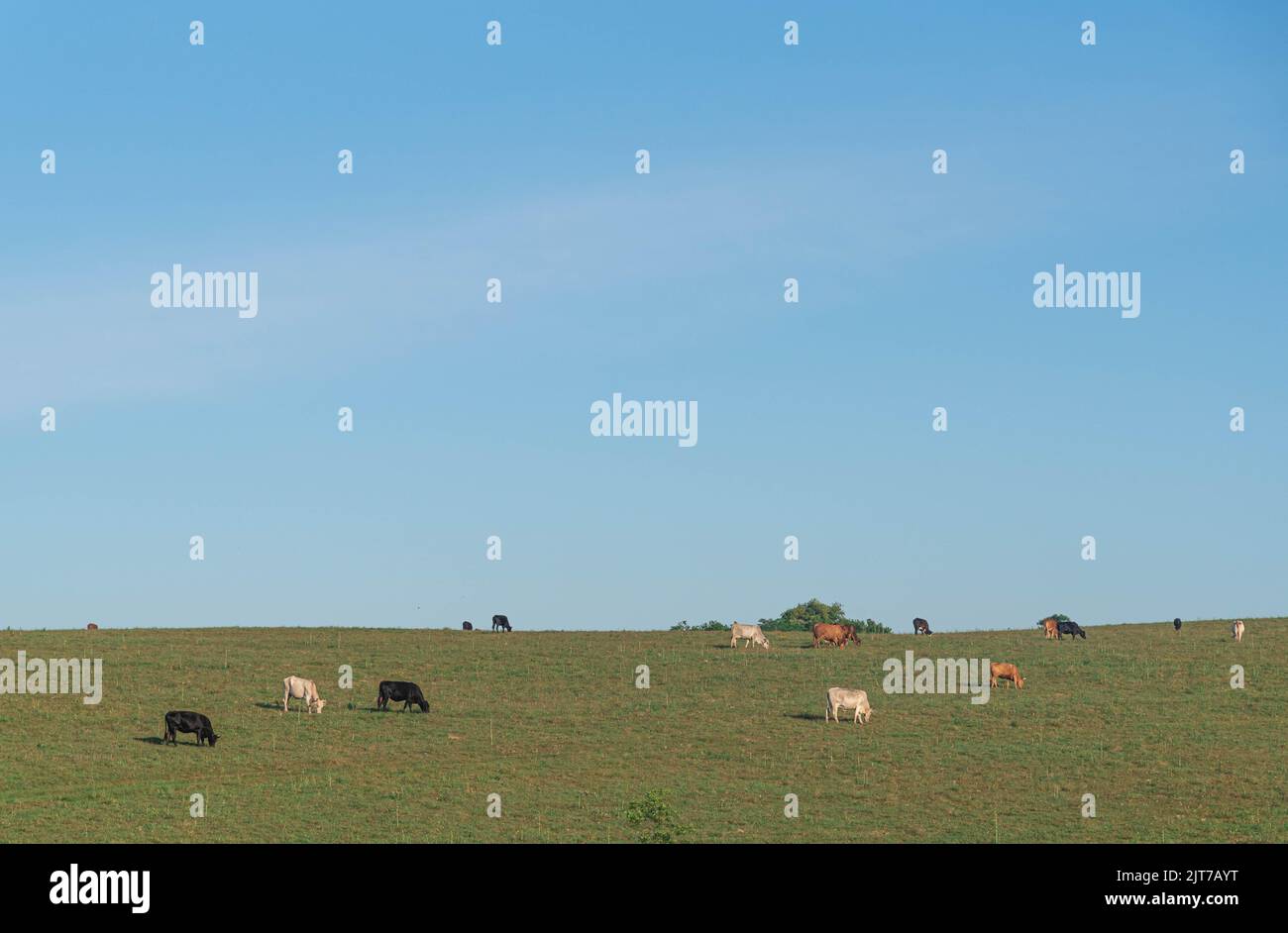 Amazon rainforest food production hi-res stock photography and images ...