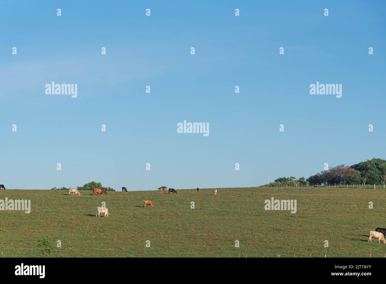 Beef farming rainforest hi-res stock photography and images - Alamy