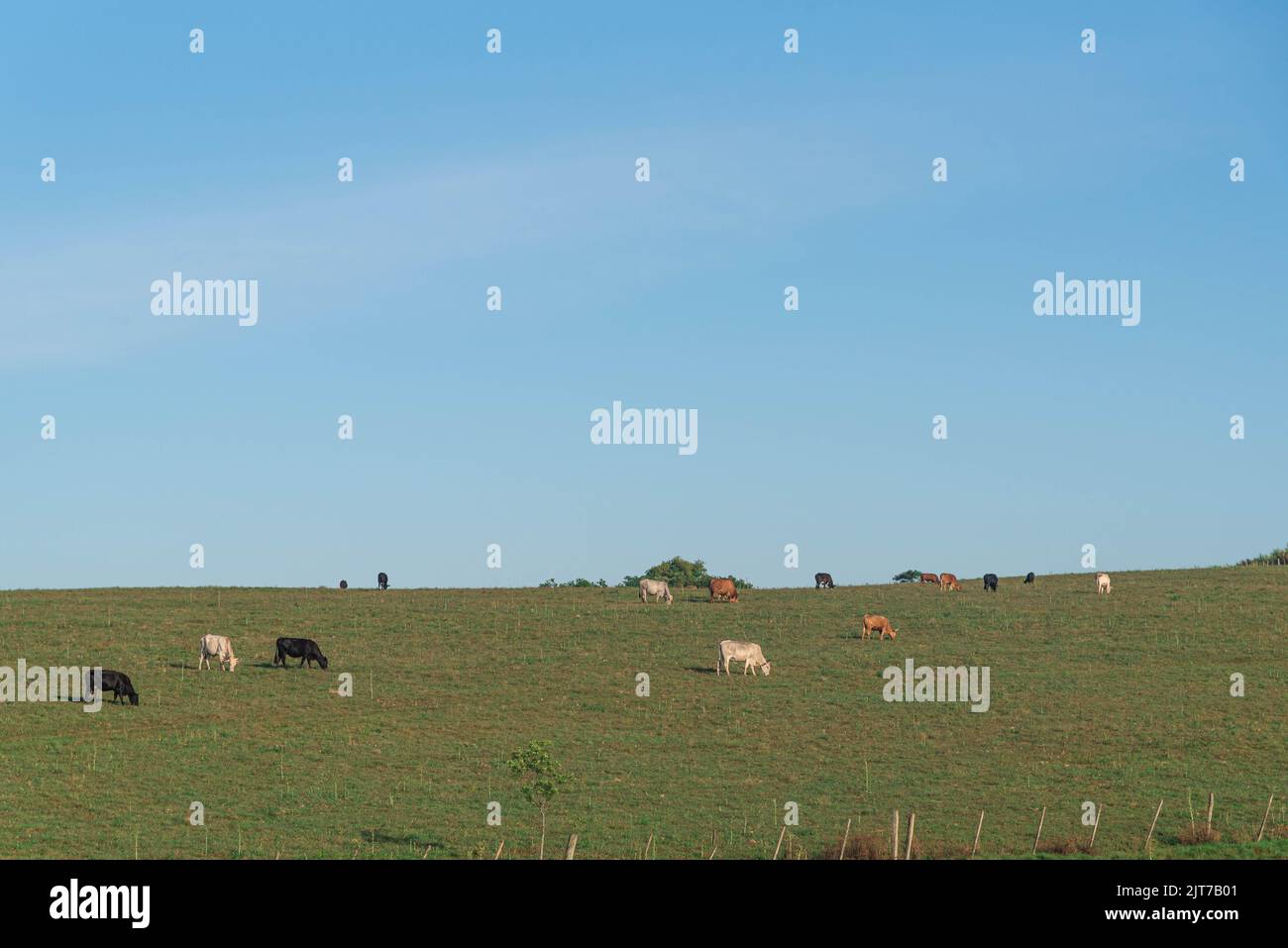 Extensive beef cattle breeding fields in the State of Rio Grande do Sul ...
