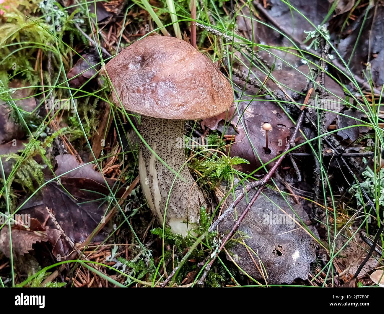 One growing boletus mushroom. Fungal Mycelium in moss in a forest. Big ...