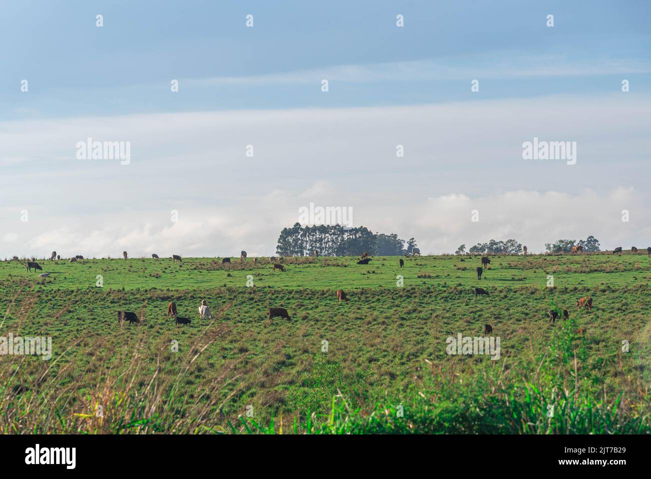 Amazon rainforest food production hi-res stock photography and images ...