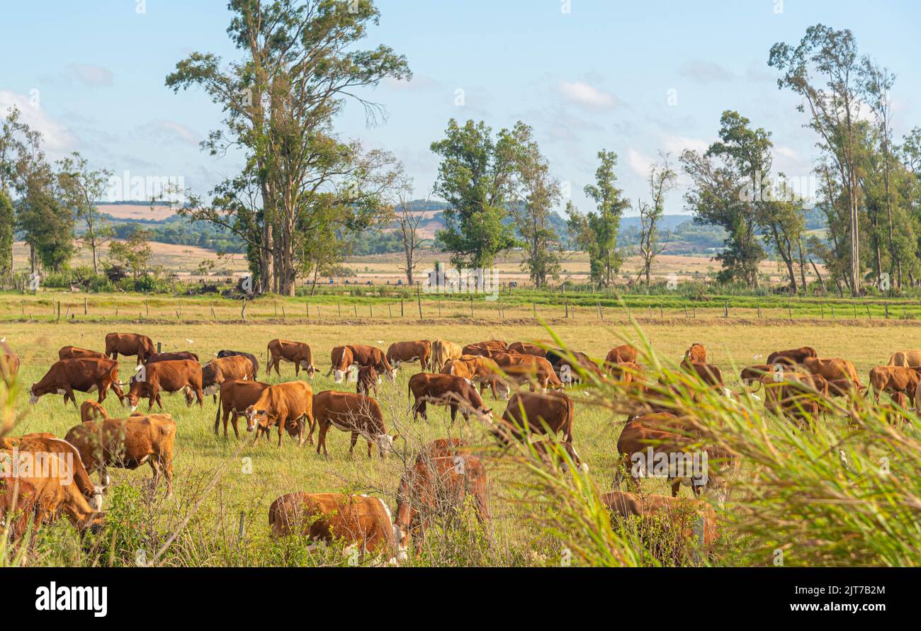 Extensive beef cattle breeding fields in the State of Rio Grande do Sul ...