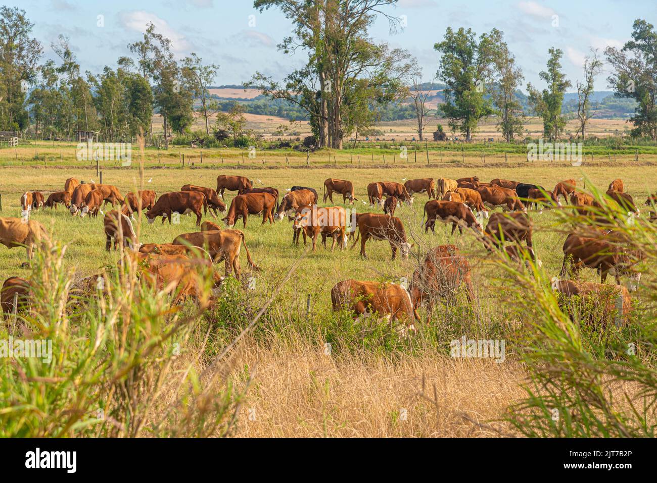Extensive beef cattle breeding fields in the State of Rio Grande do Sul ...