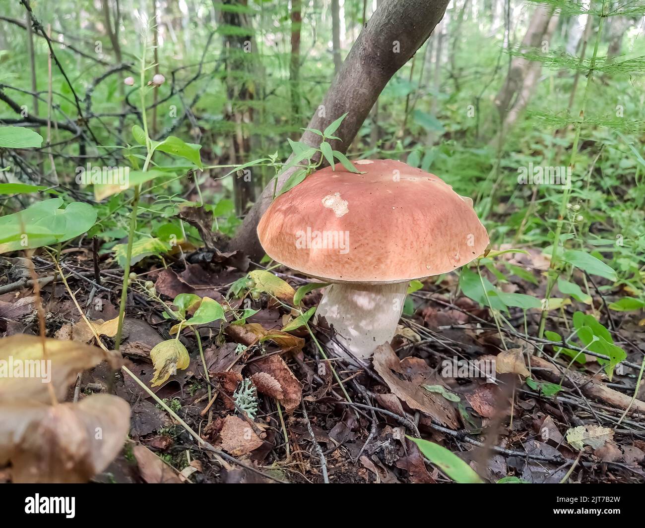 Porcini Cep White Mushroom King Boletus Pinophilus. Fungal Mycelium in ...