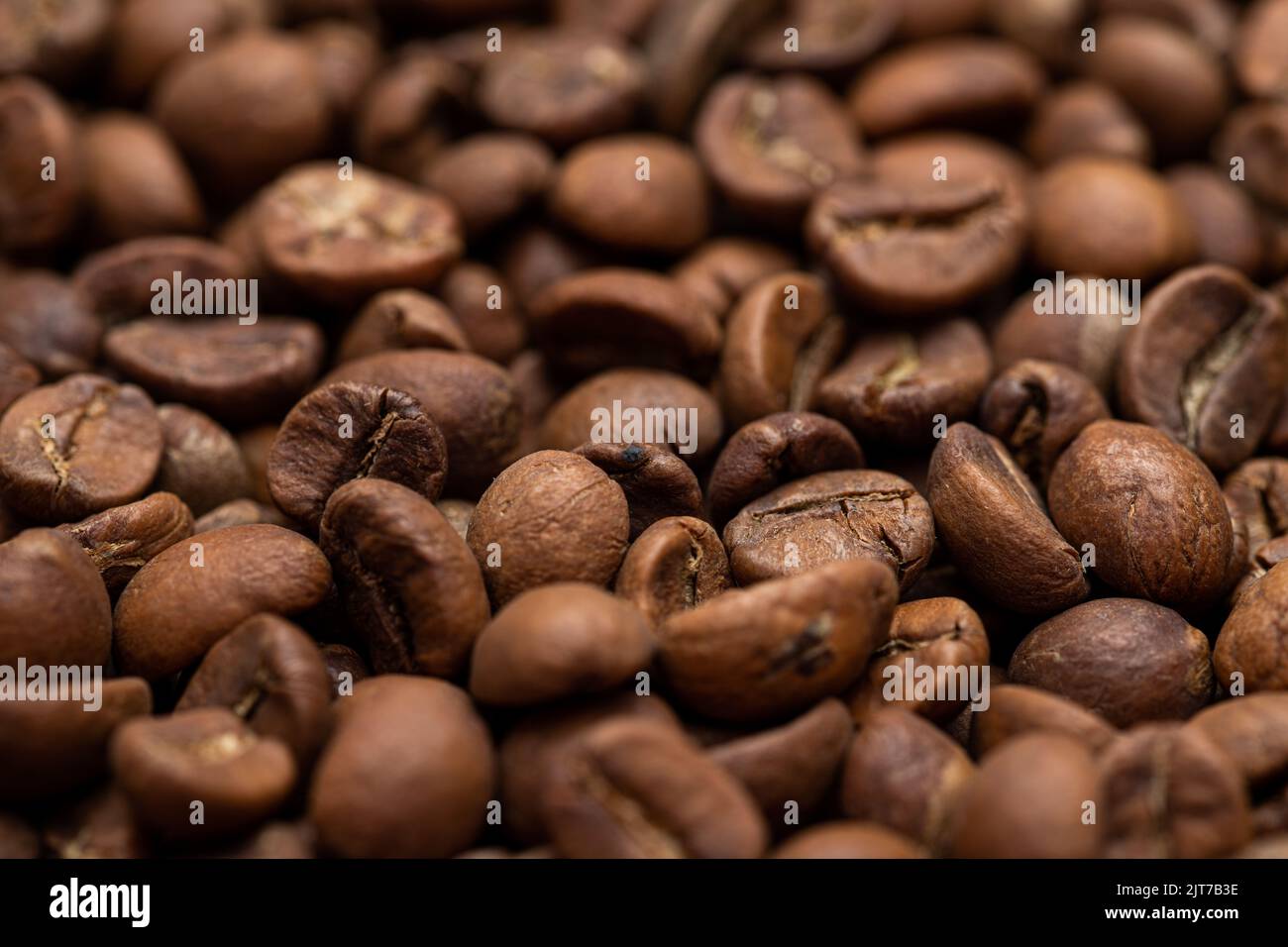 Arabica coffee seed hi-res stock photography and images - Alamy