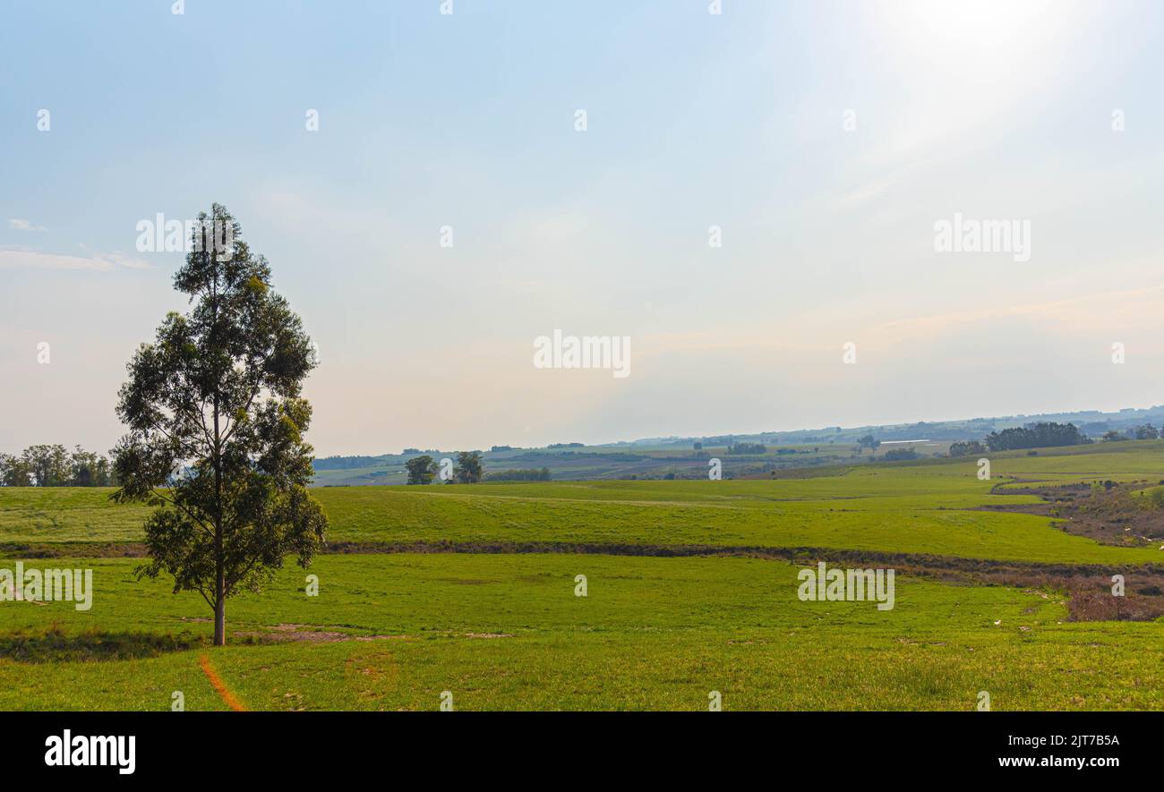 Extensive cattle ranch in southern Brazil. Rural landscape. Campos do ...