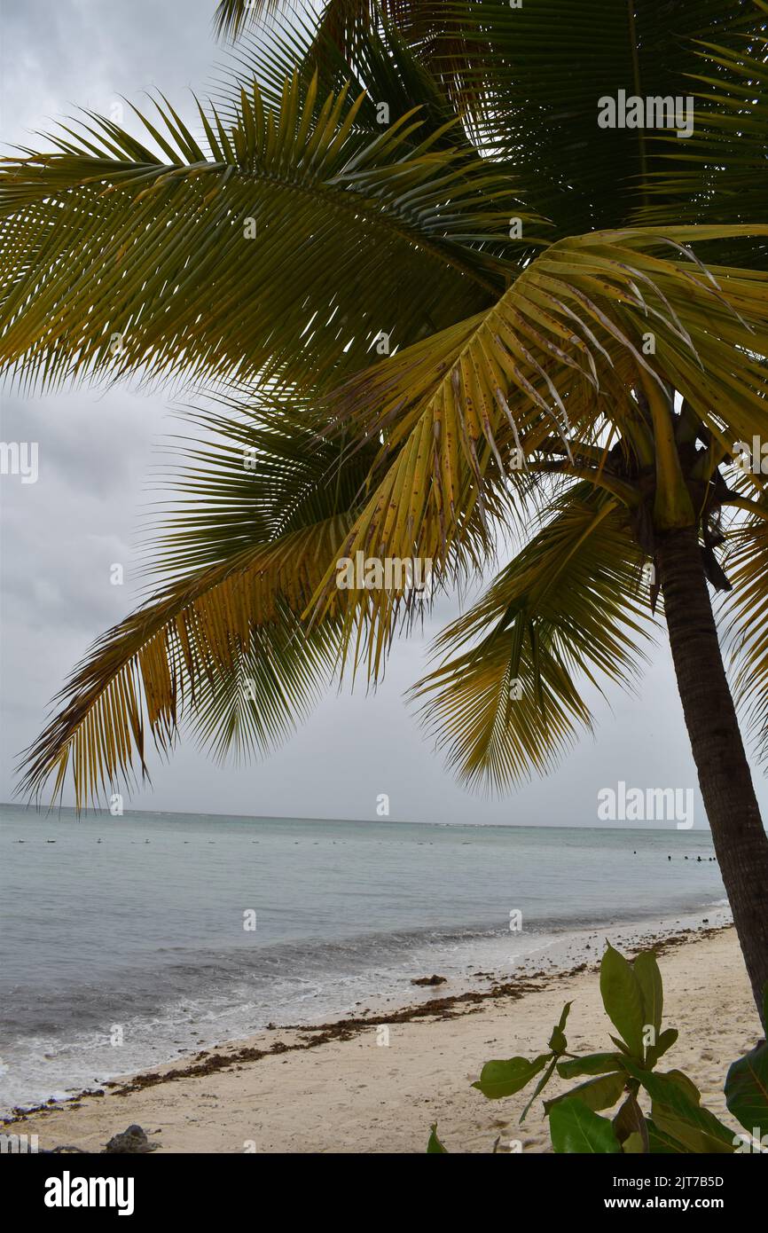 Pigeon Point Beach in the Pigeon Point Heritage Park in Tobago, West ...