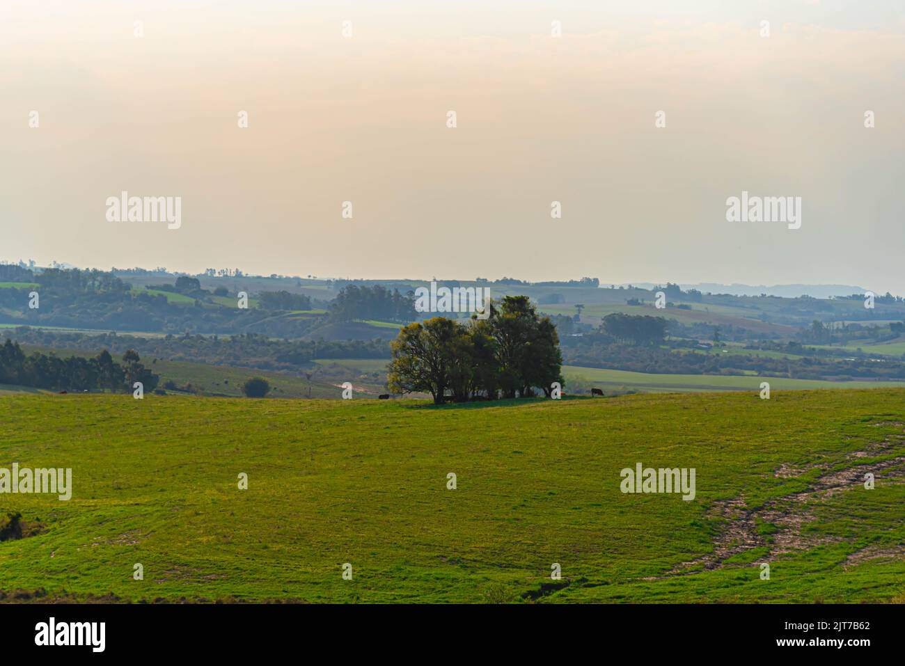 Extensive cattle ranch in southern Brazil. Rural landscape. Campos do ...