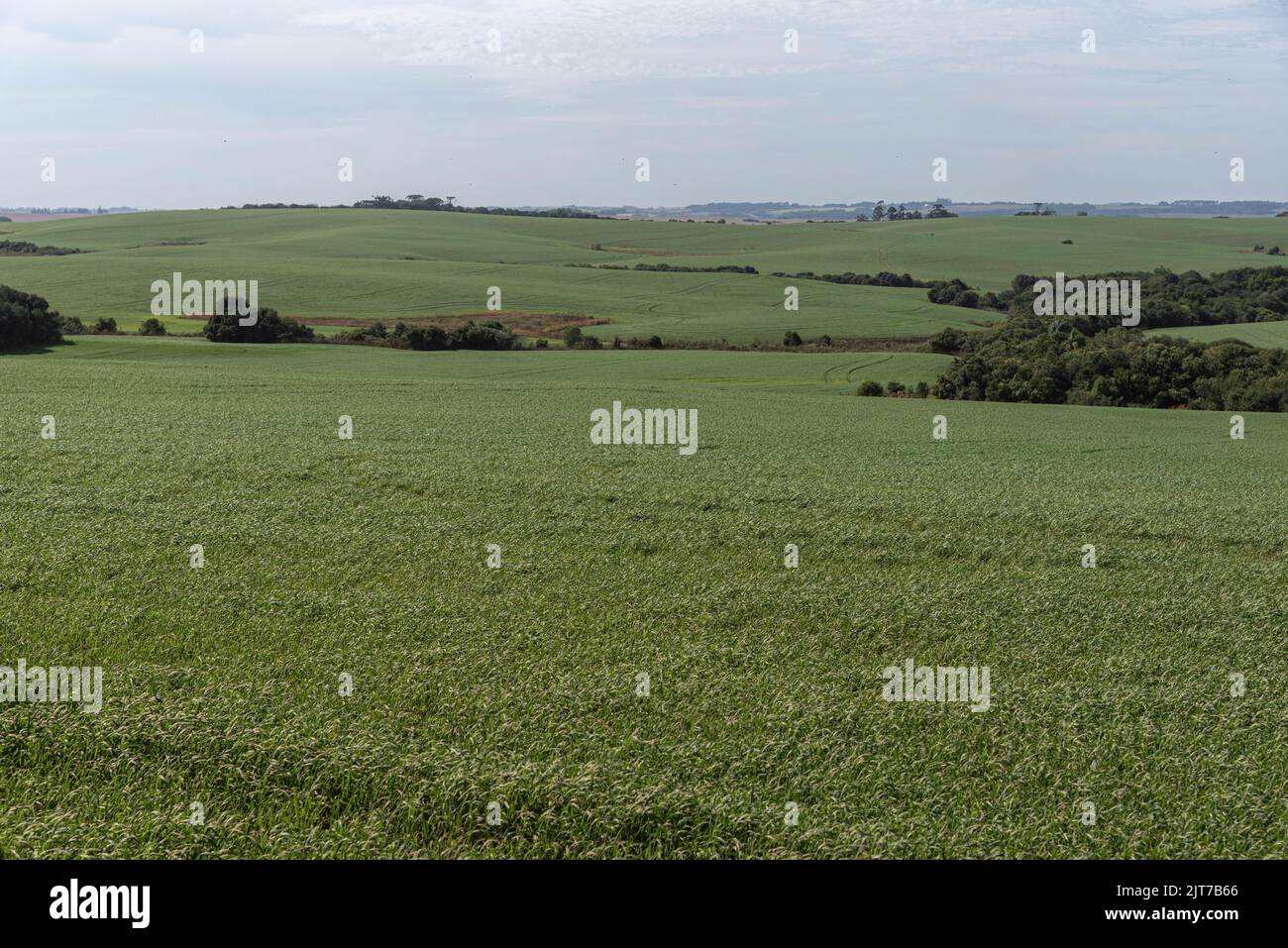 Soybean production fields in fallow covered by forage. Crop rotation ...