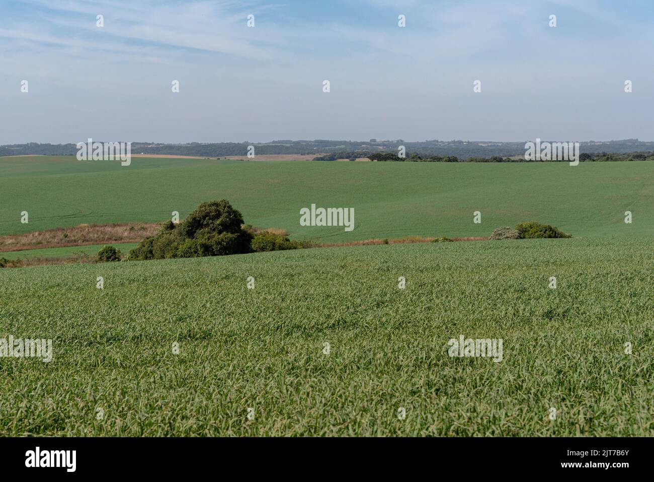 Soybean Production Fields In Fallow Covered By Forage Crop Rotation Grain Production Area