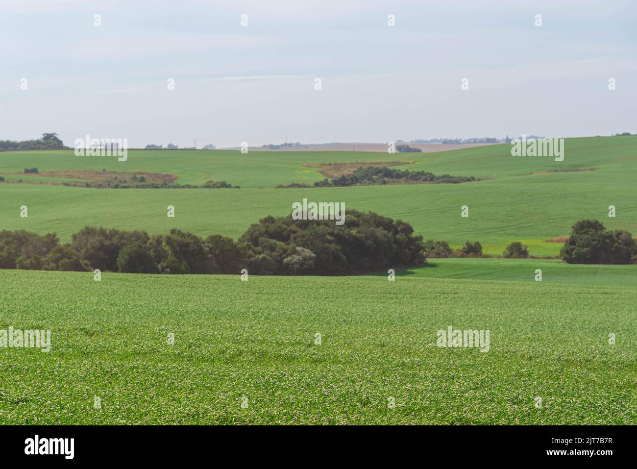 Soybean Production Fields In Fallow Covered By Forage Crop Rotation Grain Production Area