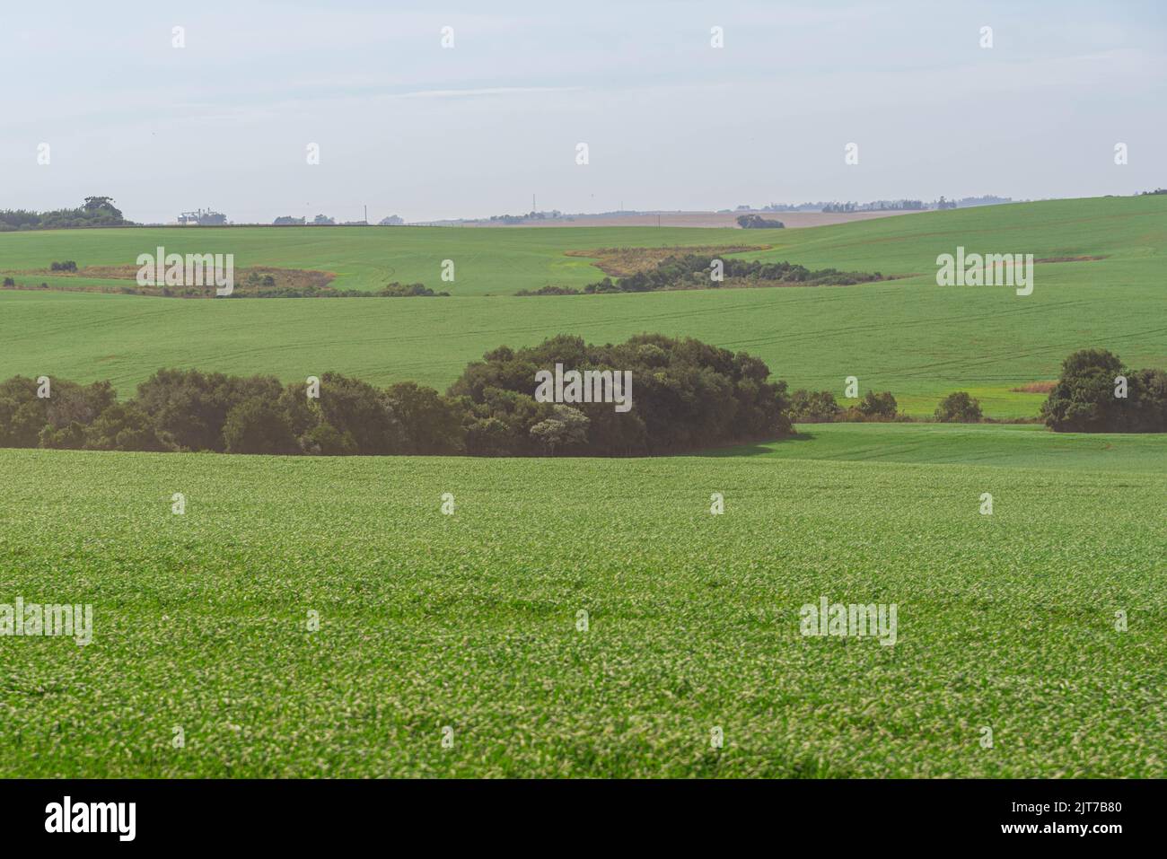 Soybean Production Fields In Fallow Covered By Forage Crop Rotation Grain Production Area