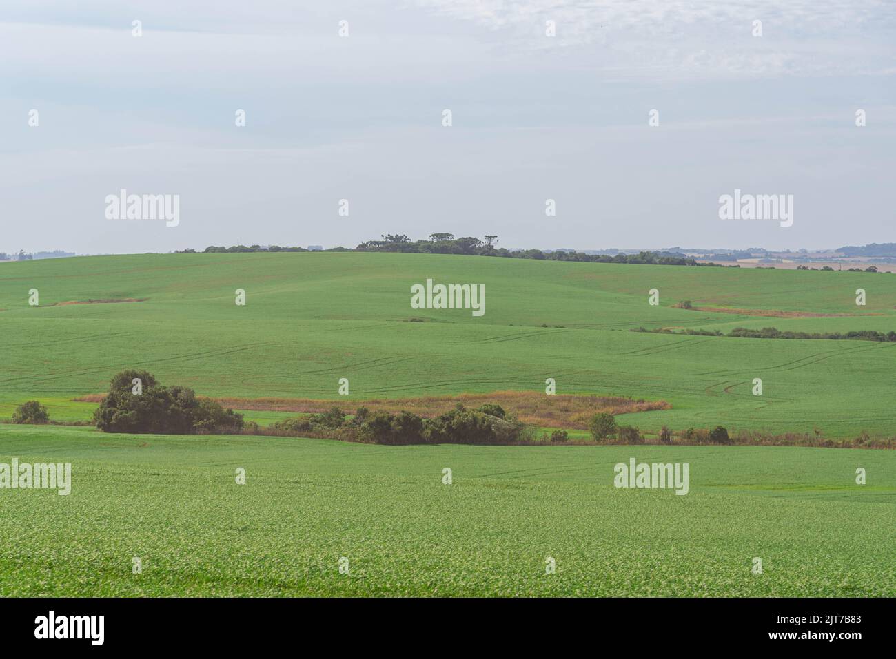 Soybean Production Fields In Fallow Covered By Forage Crop Rotation Grain Production Area