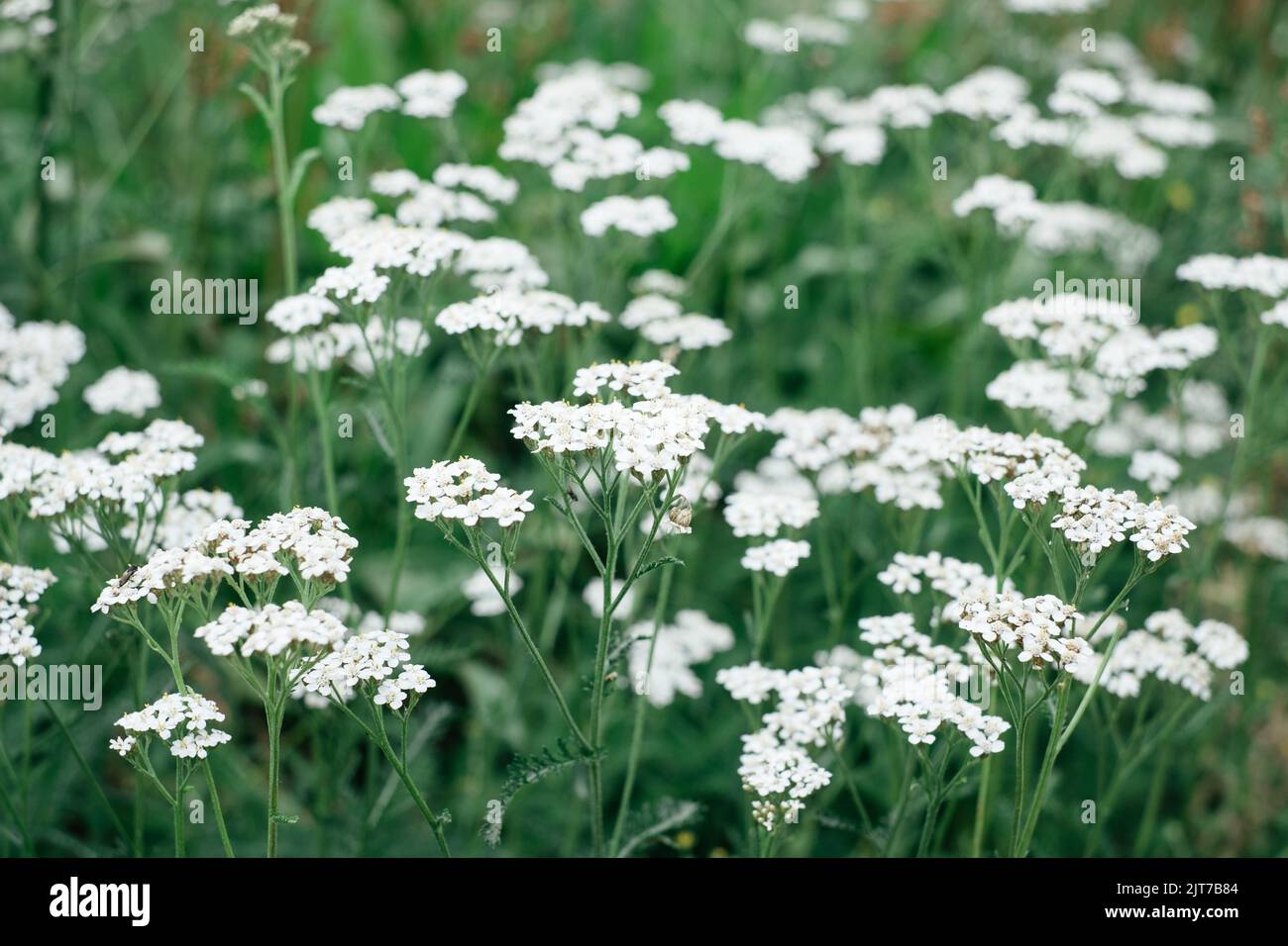 White yarrow flowers in green grass. Achillea millefolium Stock Photo ...
