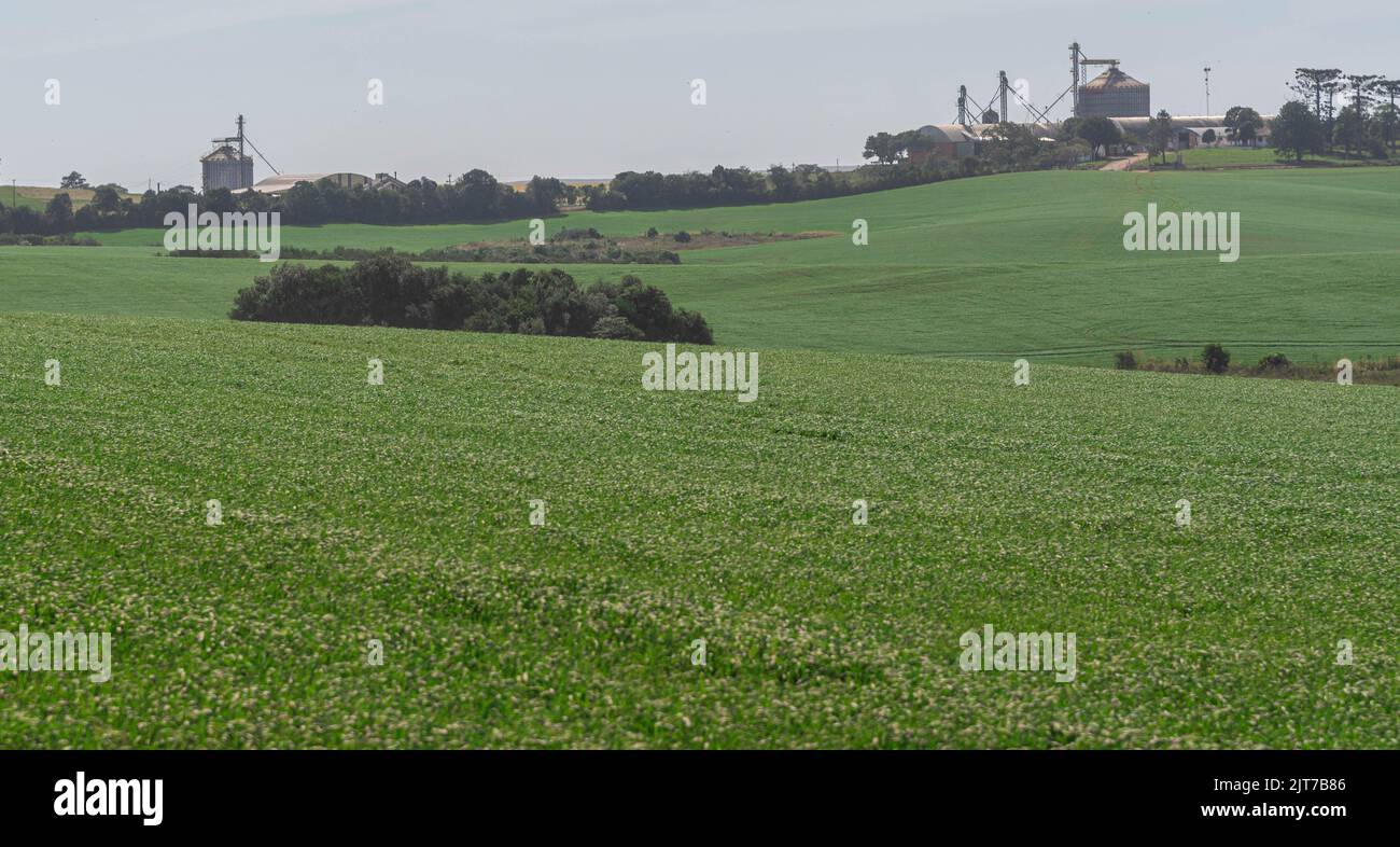 Soybean production fields in fallow covered by forage. Crop rotation ...
