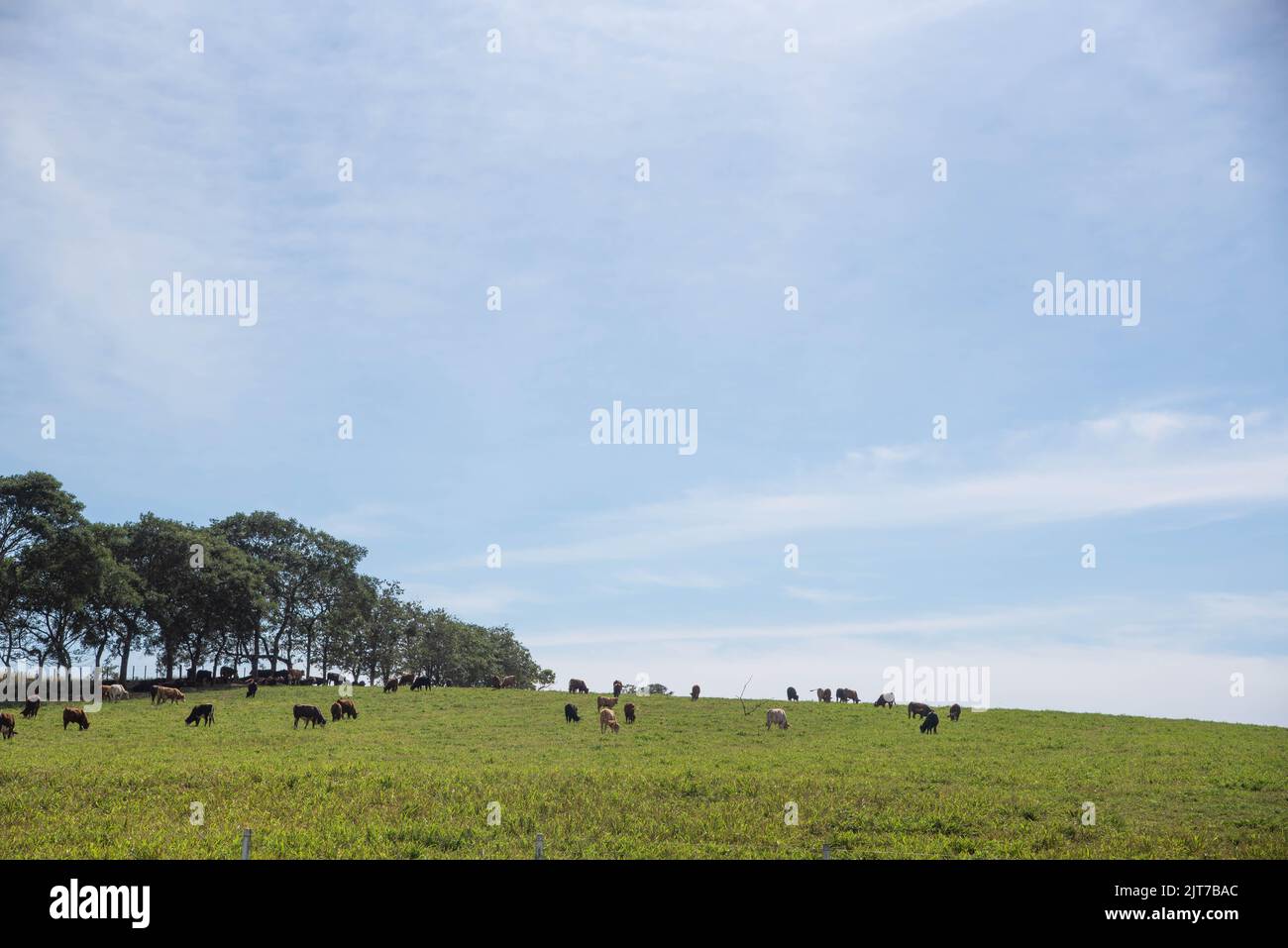 Farm animals in extensive breeding on a livestock farm. Livestock ...