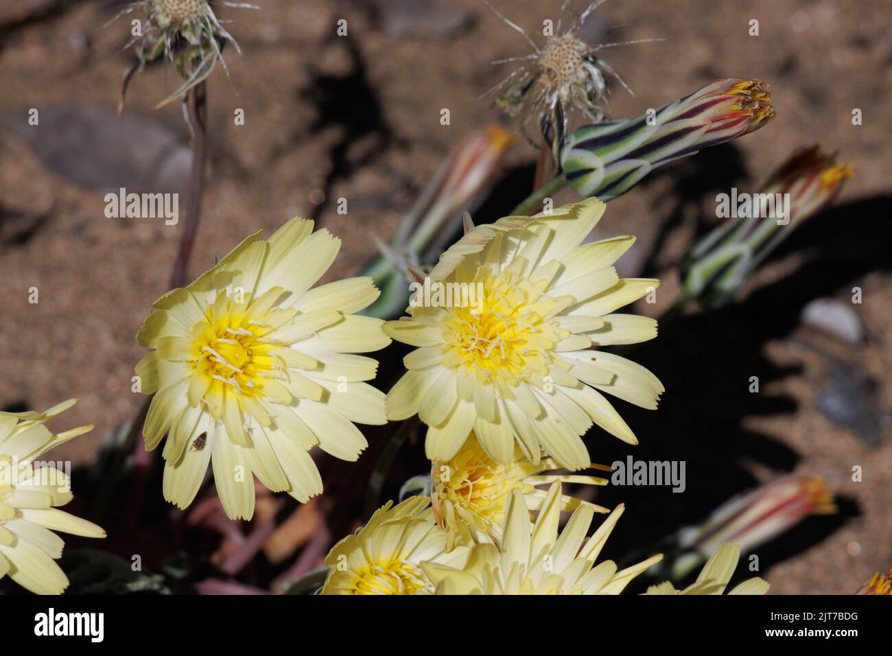 Yellow flowering racemose liguliflorous head inflorescence of Anisocoma ...