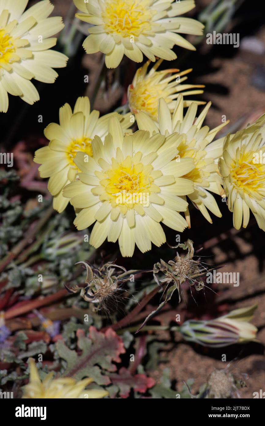Yellow flowering racemose liguliflorous head inflorescence of Anisocoma ...