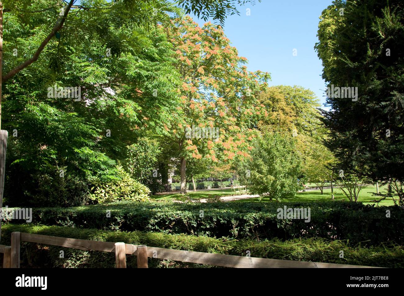 Trees, Luxembourg Gardens, Paris, France Stock Photo - Alamy