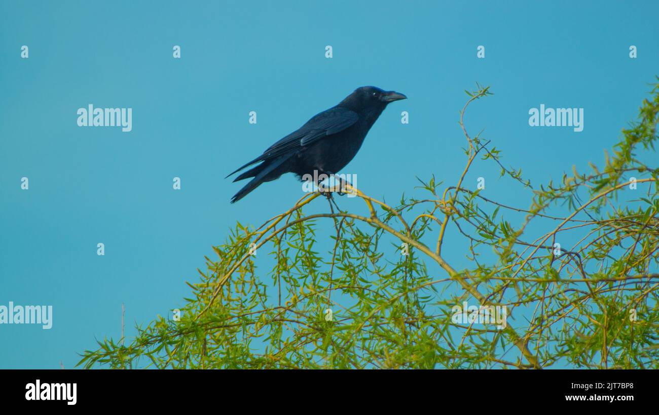 Large Black Crow on Tree Top Stock Photo - Alamy
