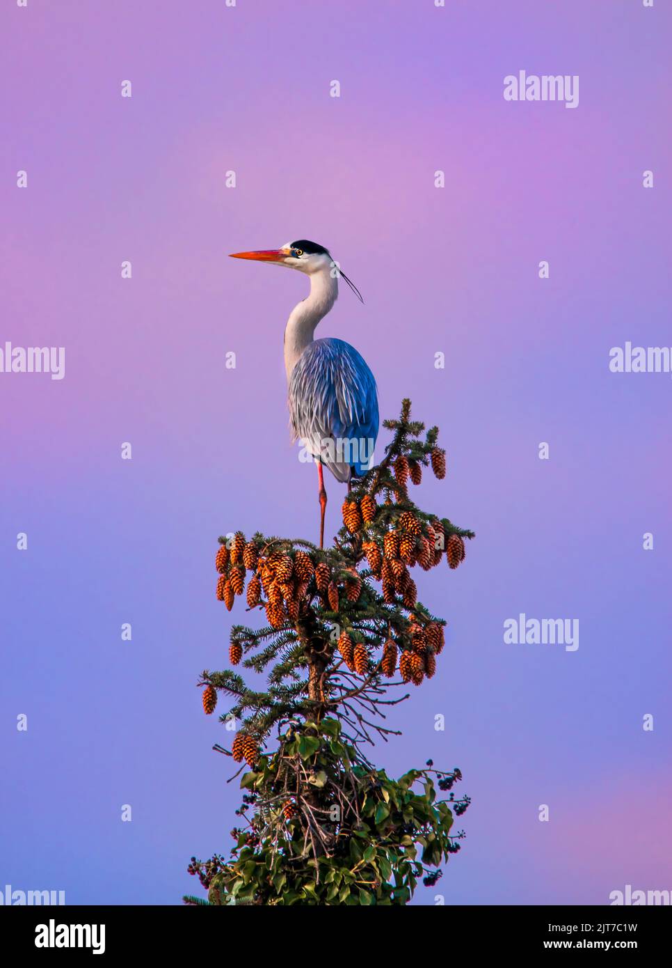 A grey heran sitting on top of a common spruce during a sunset , the ...