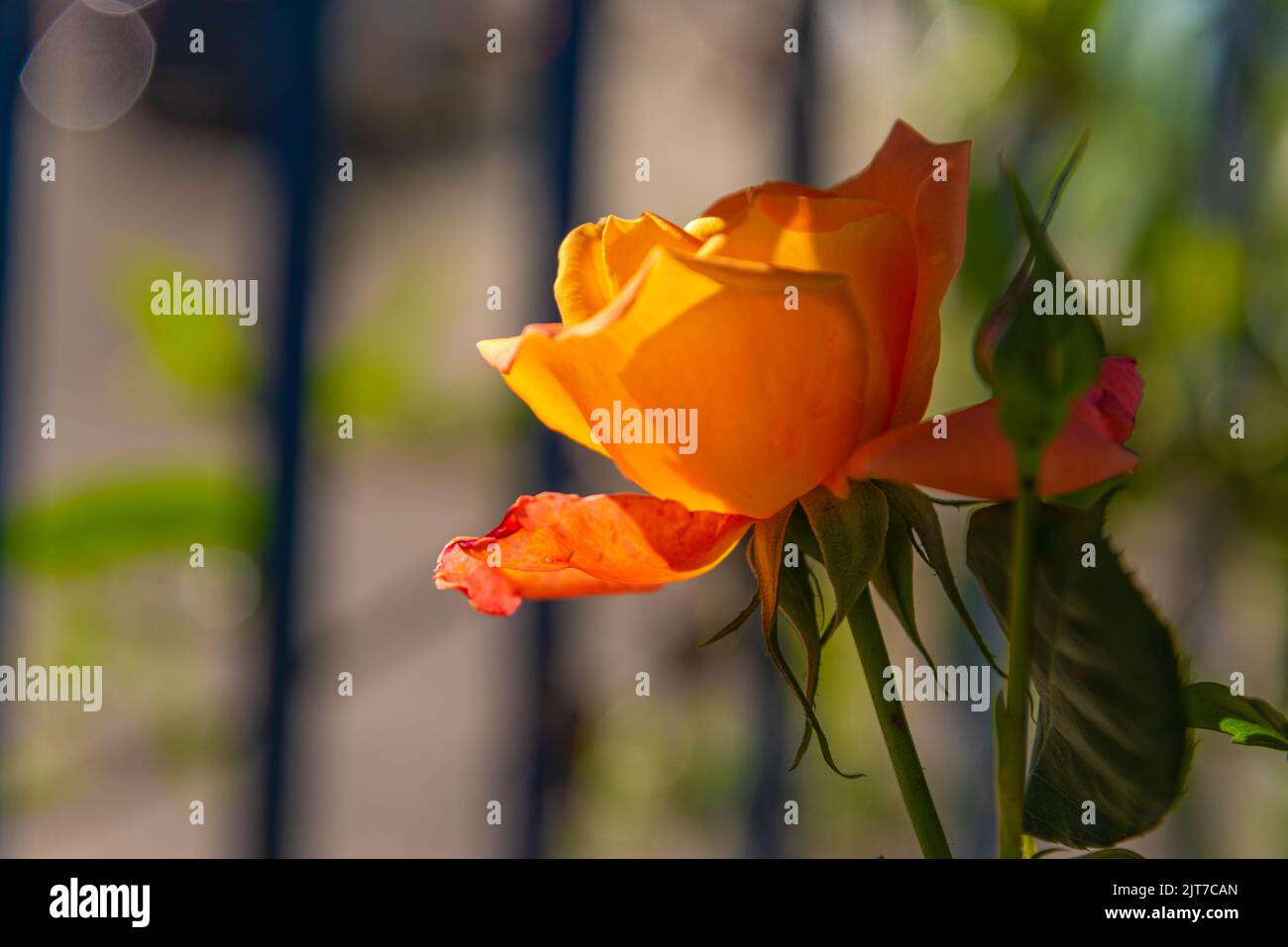 Flowering rose x grandiflora flower bud. Ornamental flowers. Roses form ...