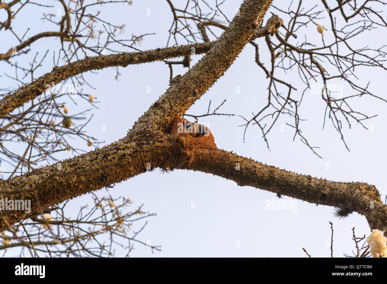 Couple of birds Furnarius rufus building their mud house on the tree ...