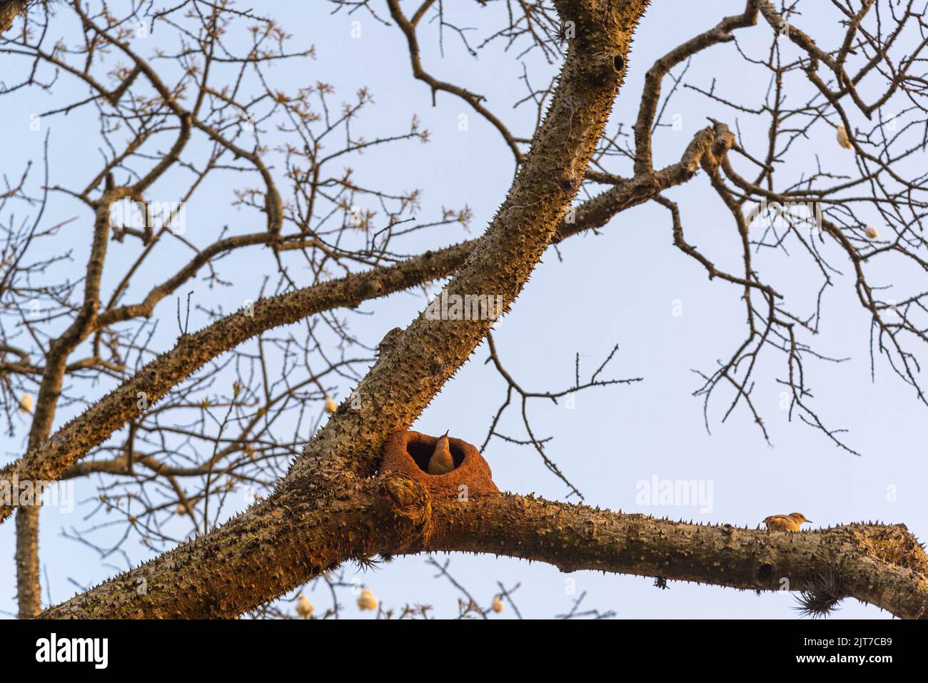 Couple of birds Furnarius rufus building their mud house on the tree ...