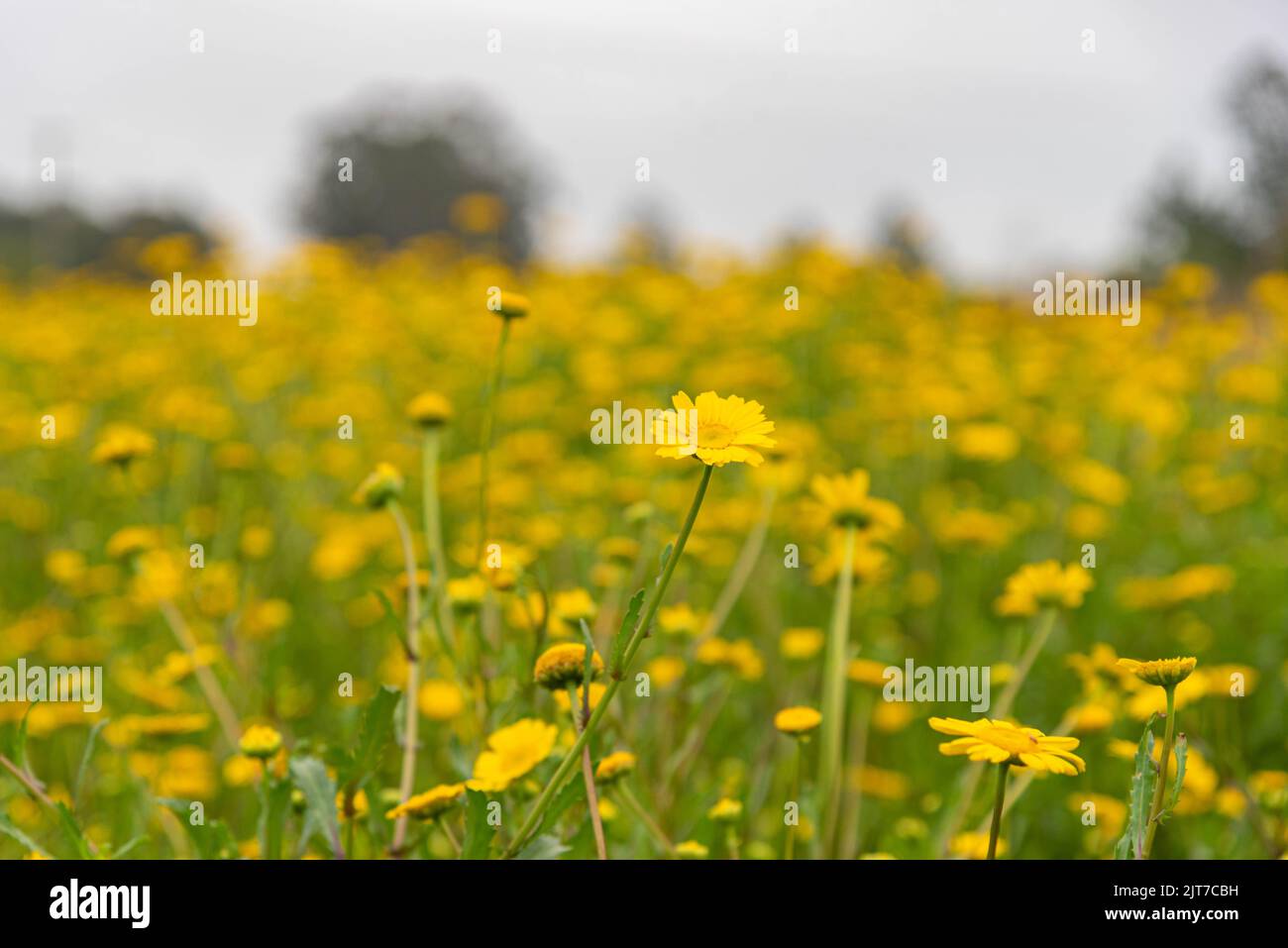 Field of Gerbera flowers in autumn season. Gerbera is a genus of plants ...
