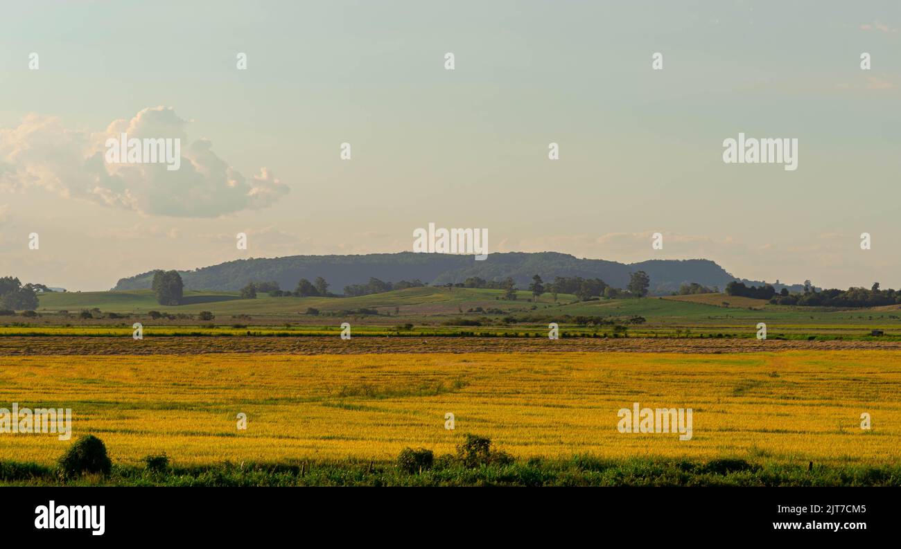 Grain production fields and agriculture. Cereal cultivation in Brazil ...