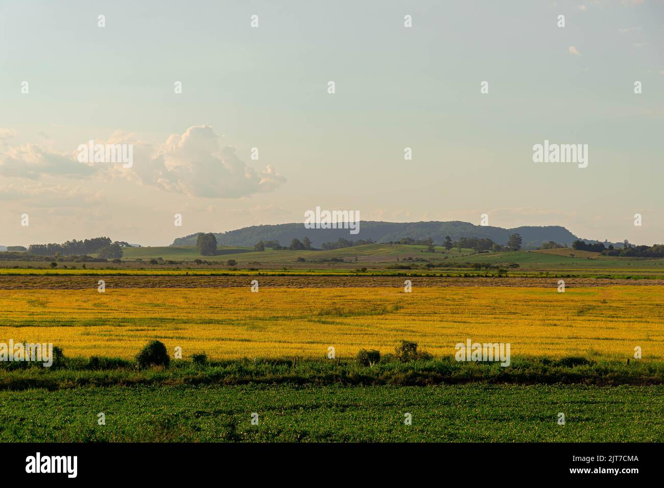 Grain production fields and agriculture. Cereal cultivation in Brazil ...