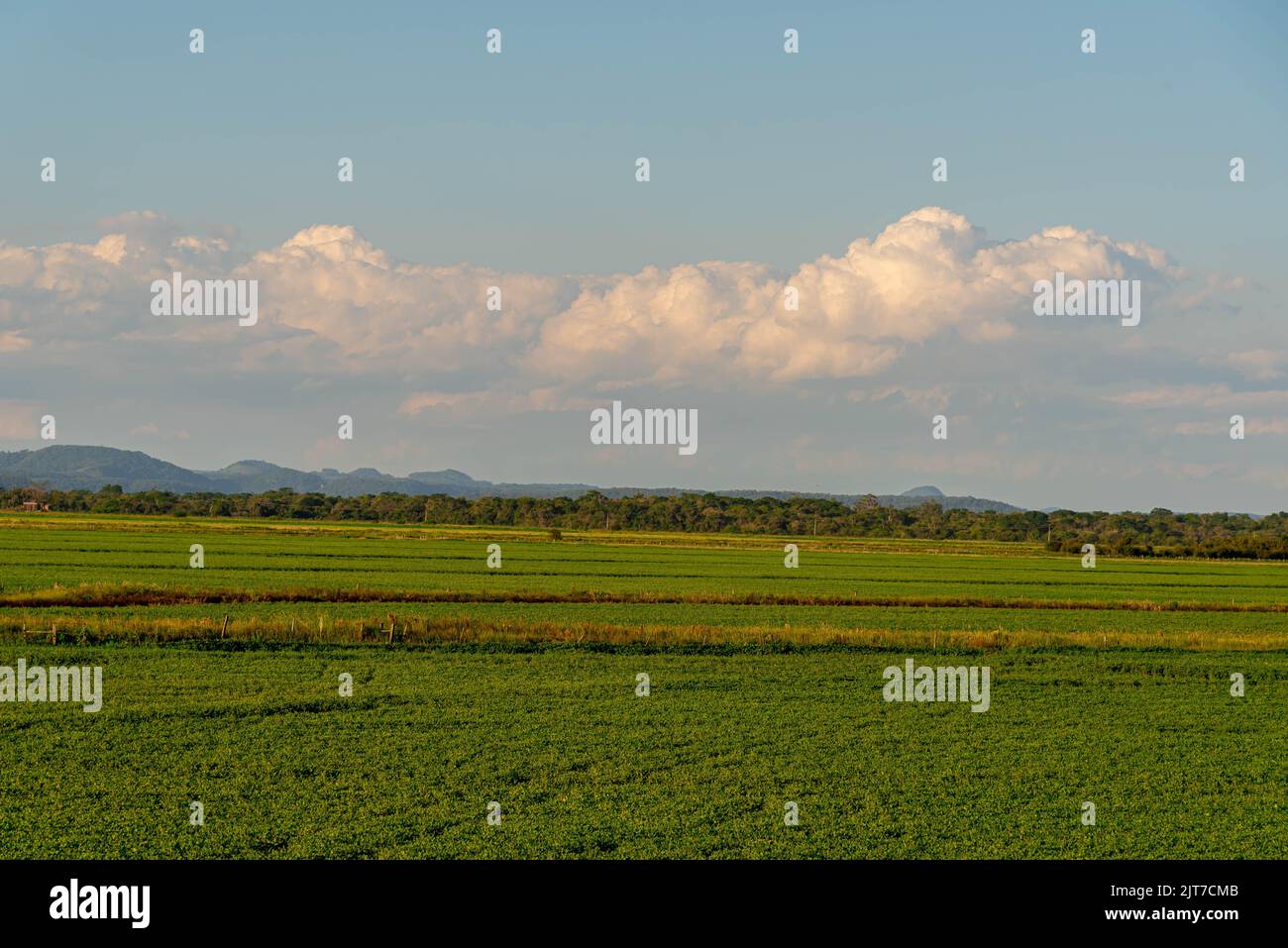 Grain production fields and agriculture. Cereal cultivation in Brazil ...