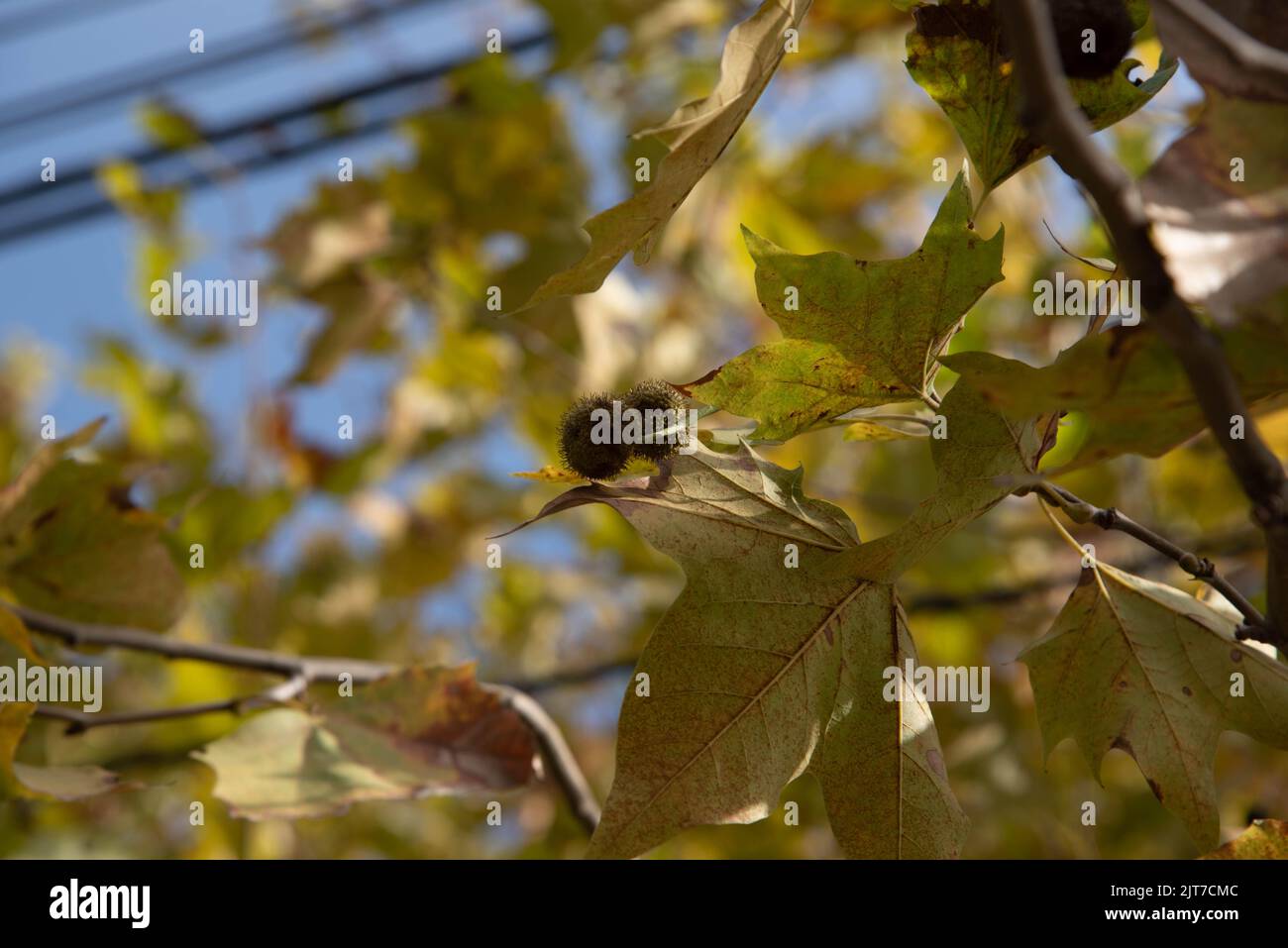 Green leaves of Platanus x hispanica. Plane trees are trees of the ...