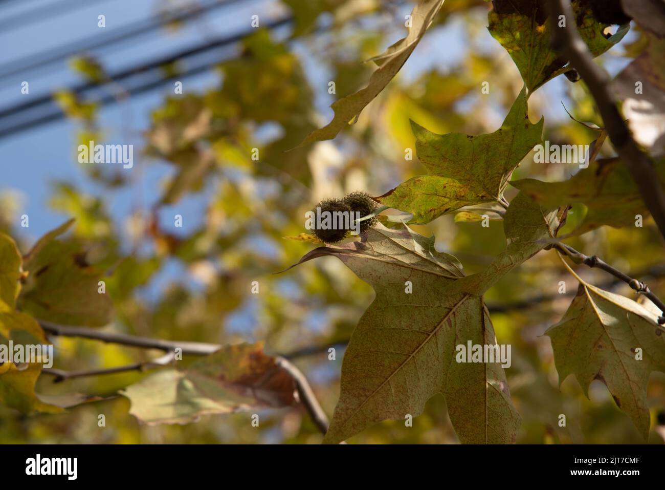 Green leaves of Platanus x hispanica. Plane trees are trees of the ...