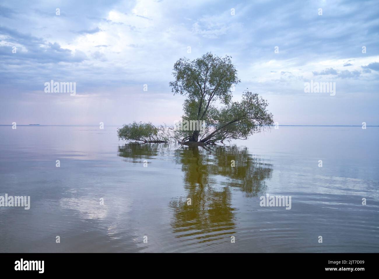Separate growing tree in the water against a background of cloudy sky ...