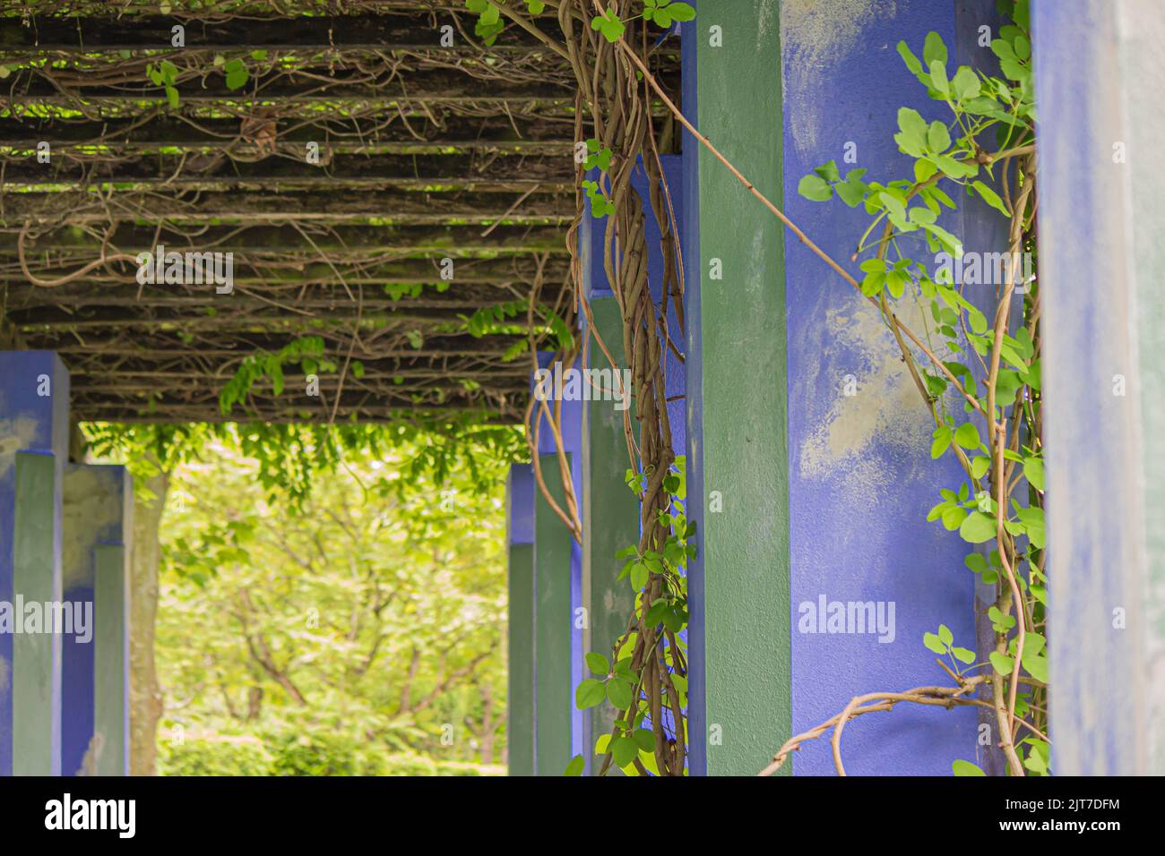 Ivy growing on abandoned building hi-res stock photography and images ...