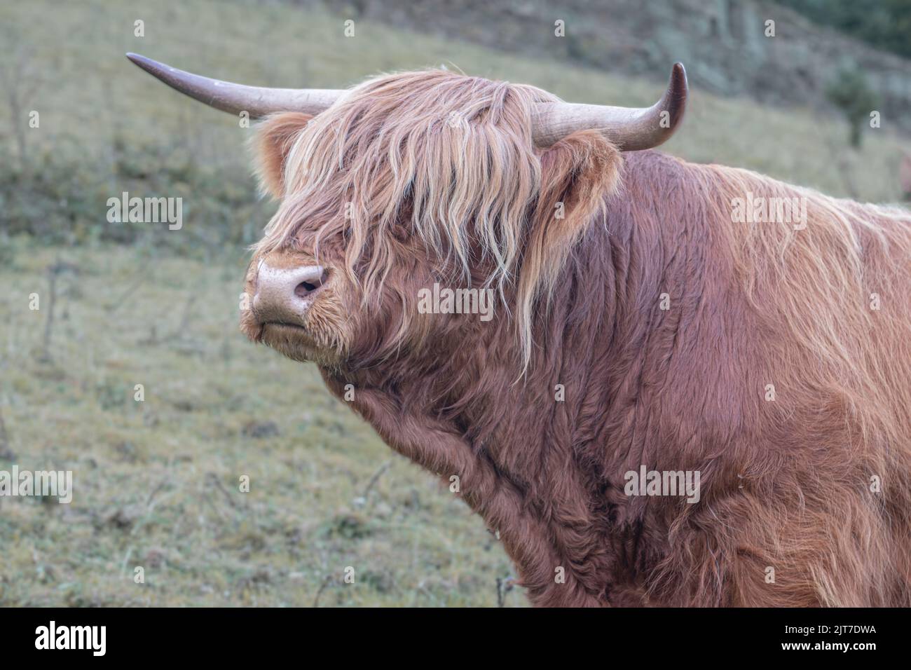 Scottish Highland cow Bull in natural surroundings, picture taken while ...