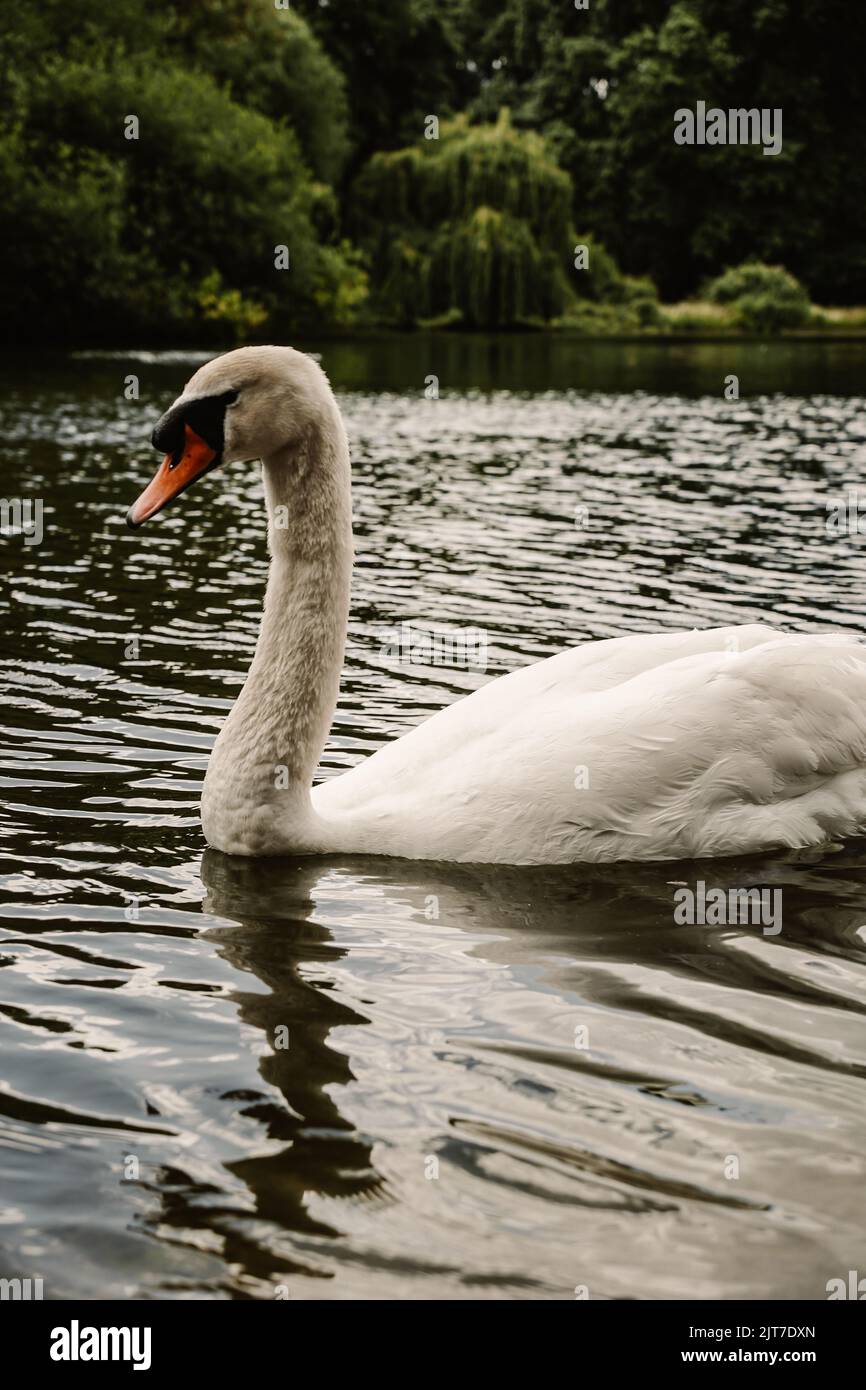 A vertical closeup shot of a white swan swimming in the water Stock ...