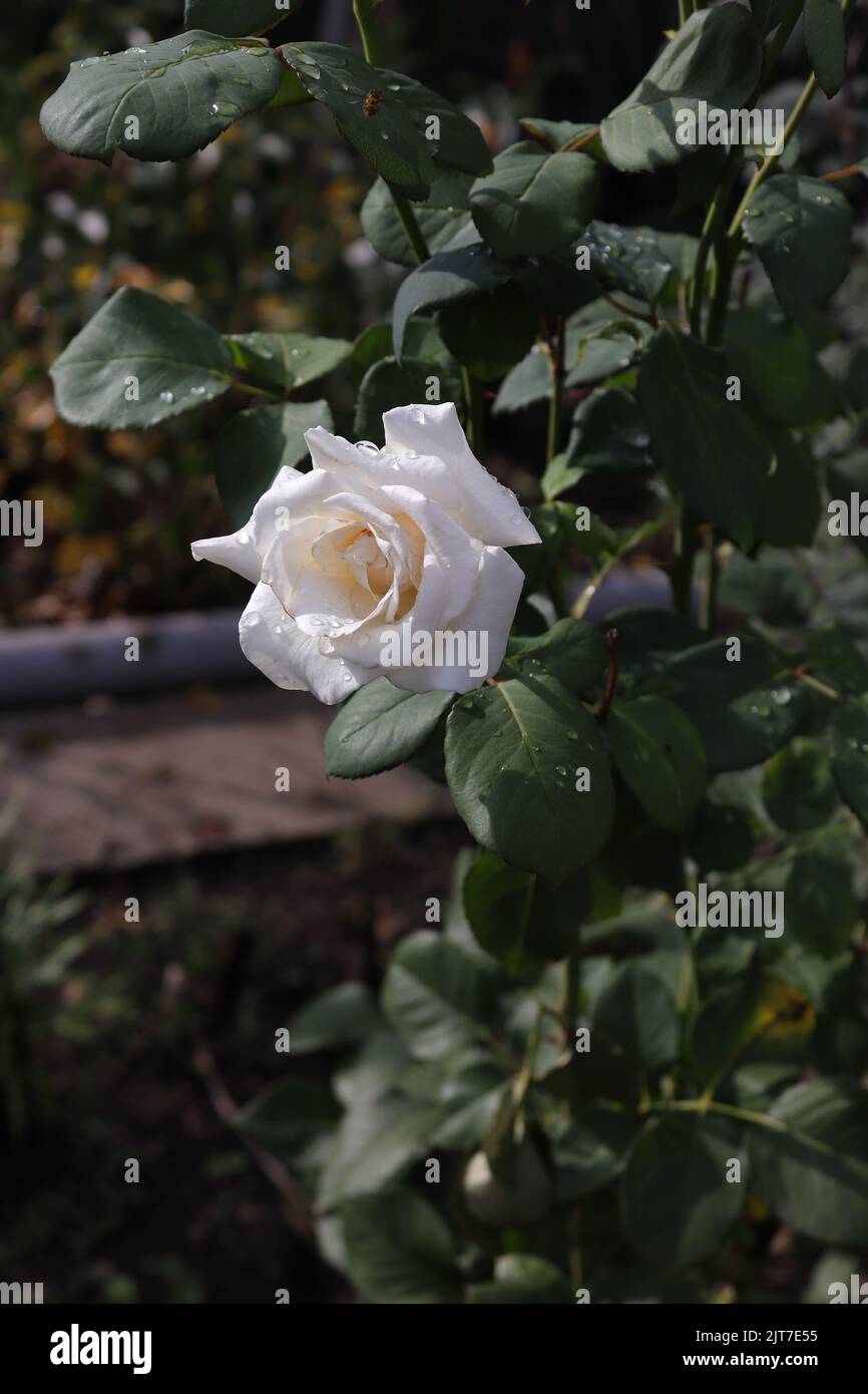 White roses rose hi-res stock photography and images - Alamy