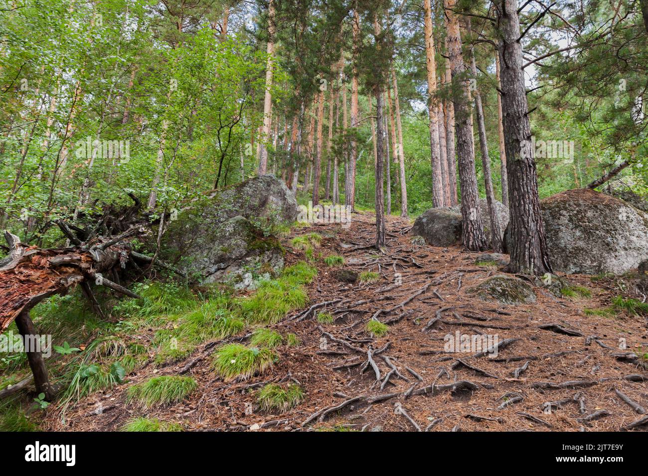 The trail to the Mount Tserkovka. Belokurikha, Altai Krai, Russia ...