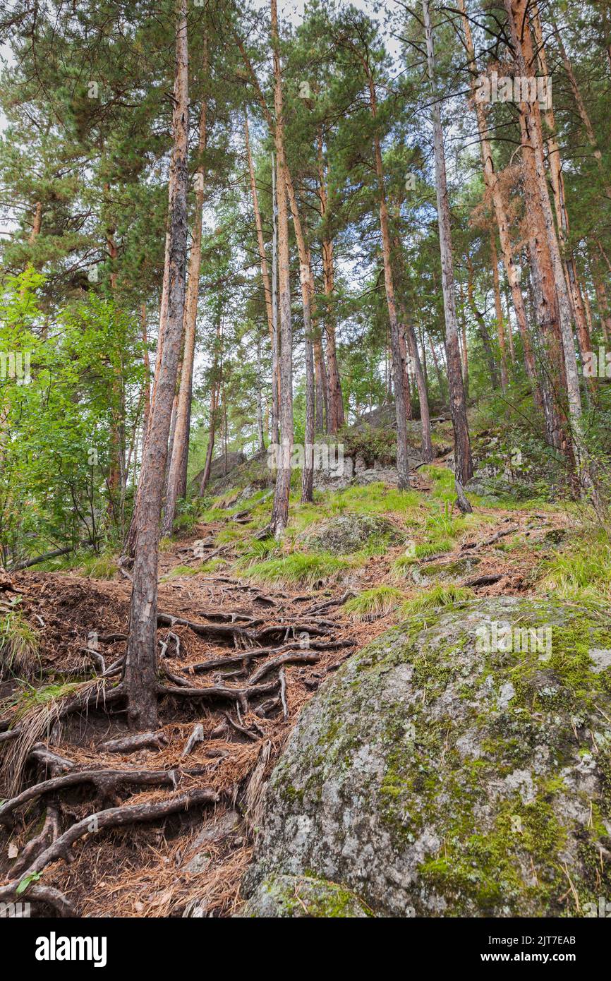 Trail through the forest to the Mount Tserkovka. Belokurikha, Altai ...