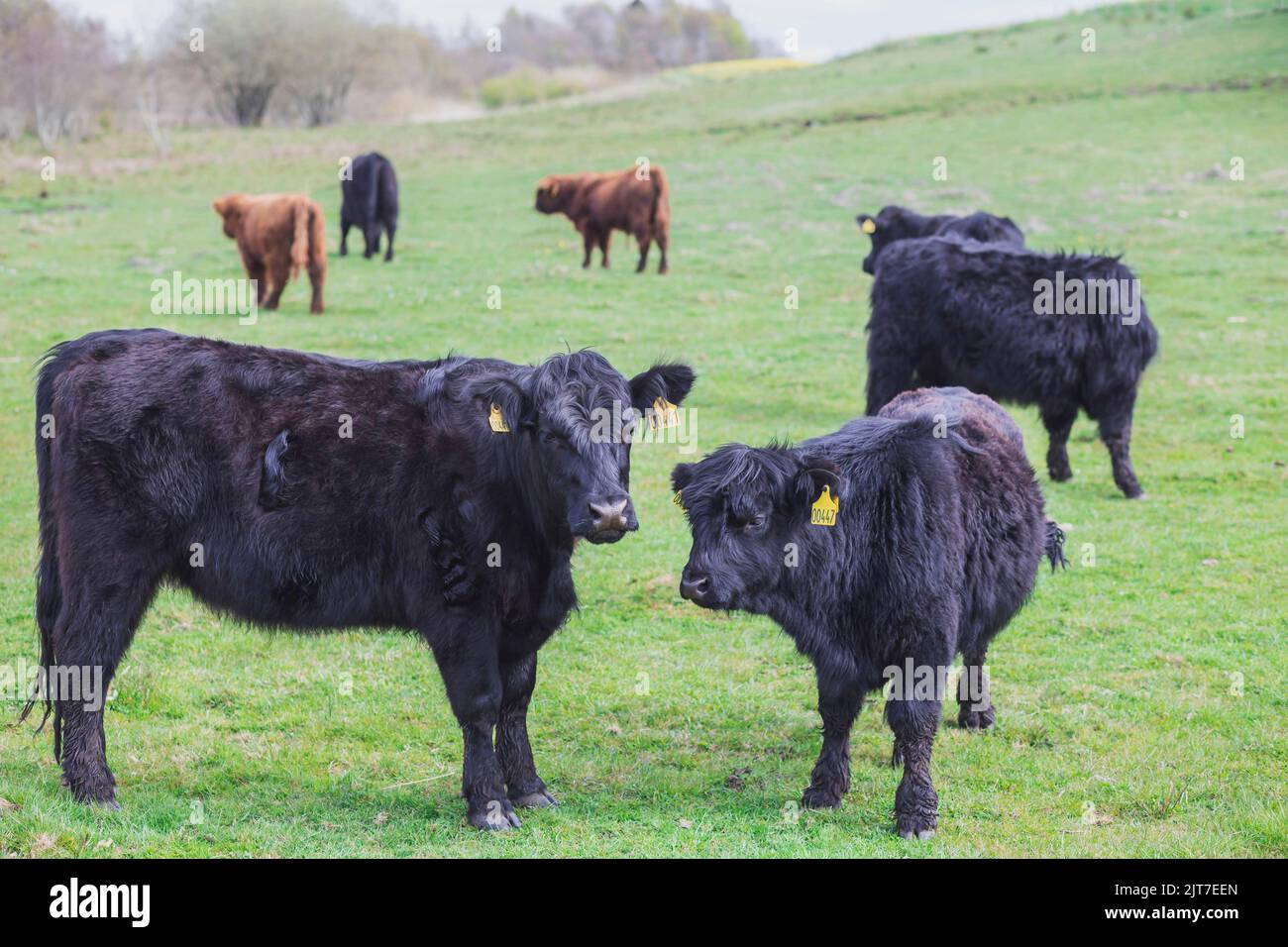 Scandinavian agriculture hi-res stock photography and images - Alamy