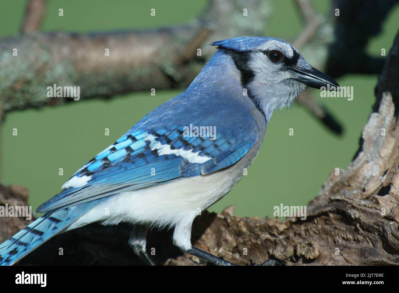 Jay sitting hi-res stock photography and images - Alamy