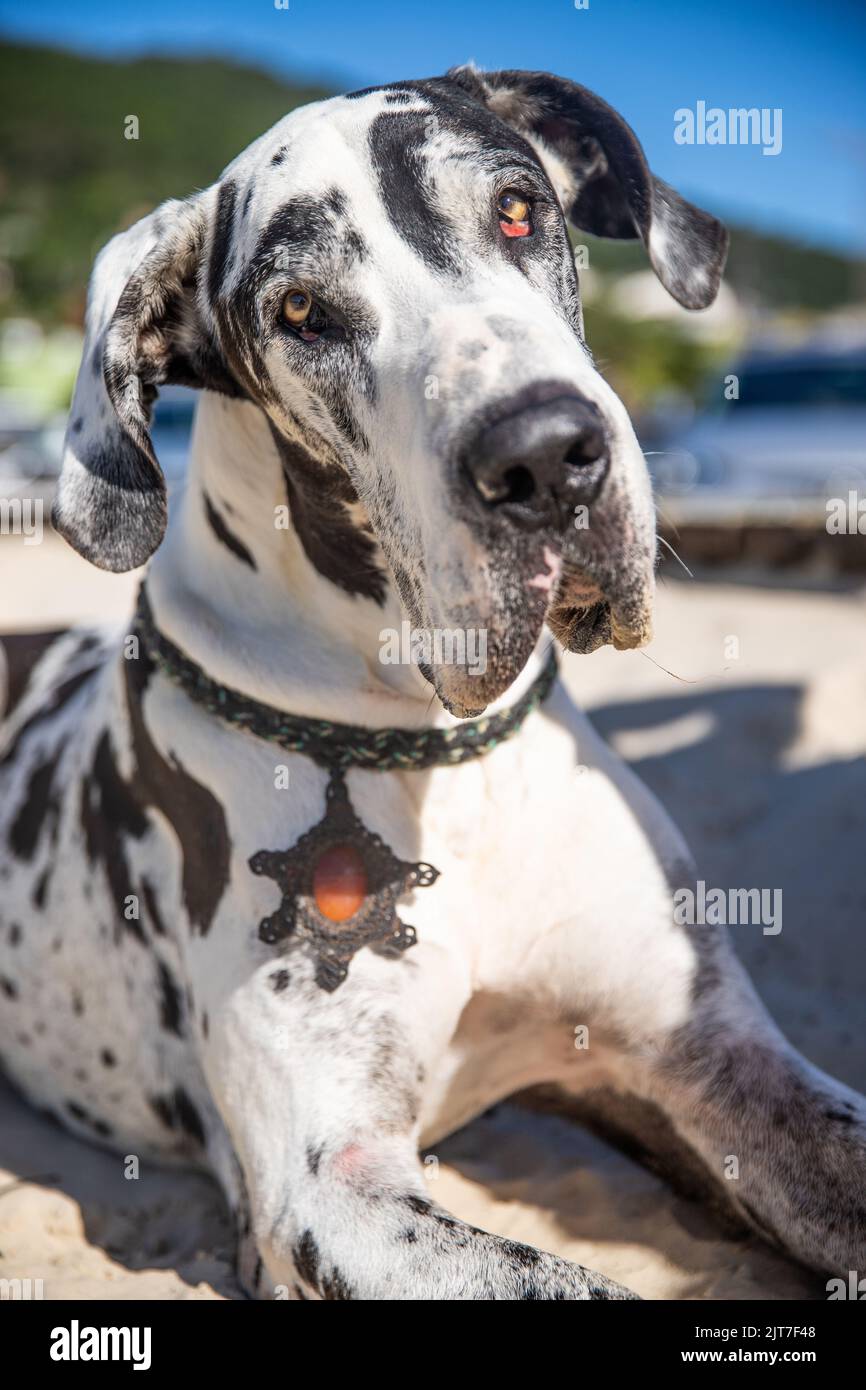 Happy great dane hi-res stock photography and images - Alamy