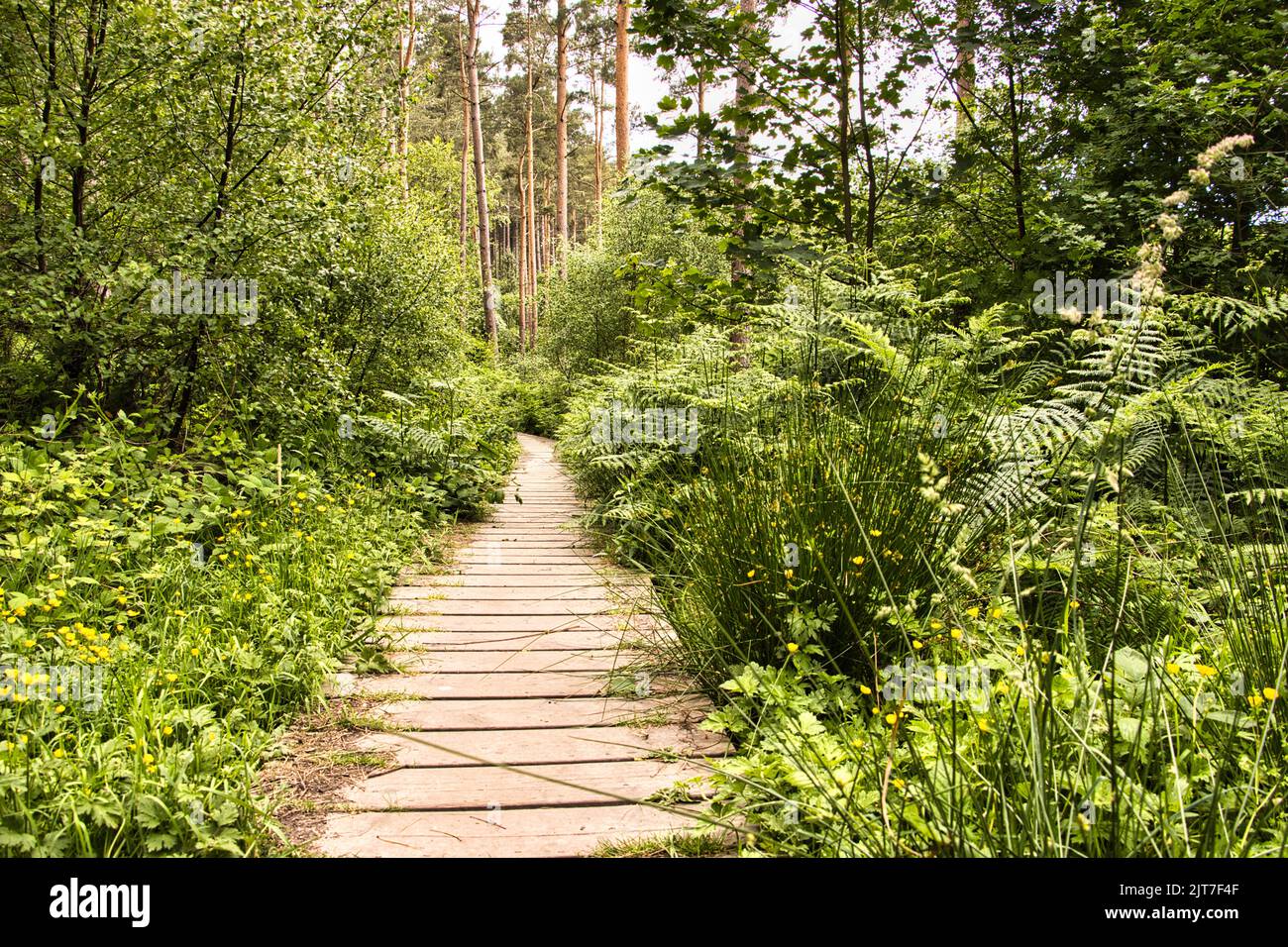 A beautiful view of a wooden path in a forest with plants and trees ...