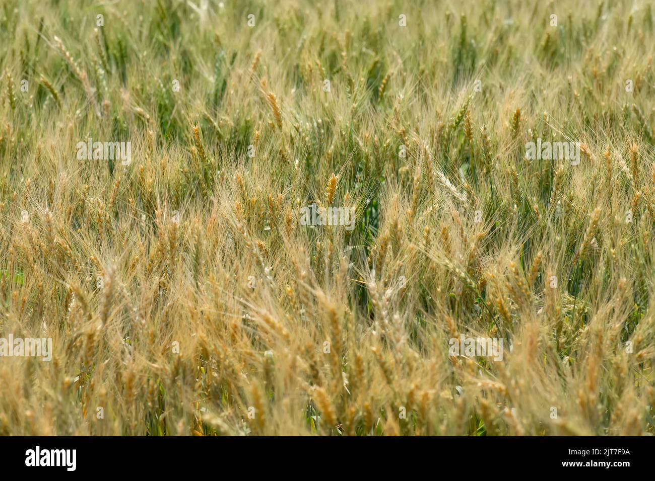 Wheat field with mature wheat grain panicles. Selective focus used ...