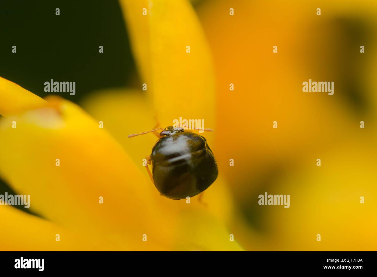 Black bean bug also known as Brachyplatys on the petal of flower. Used ...