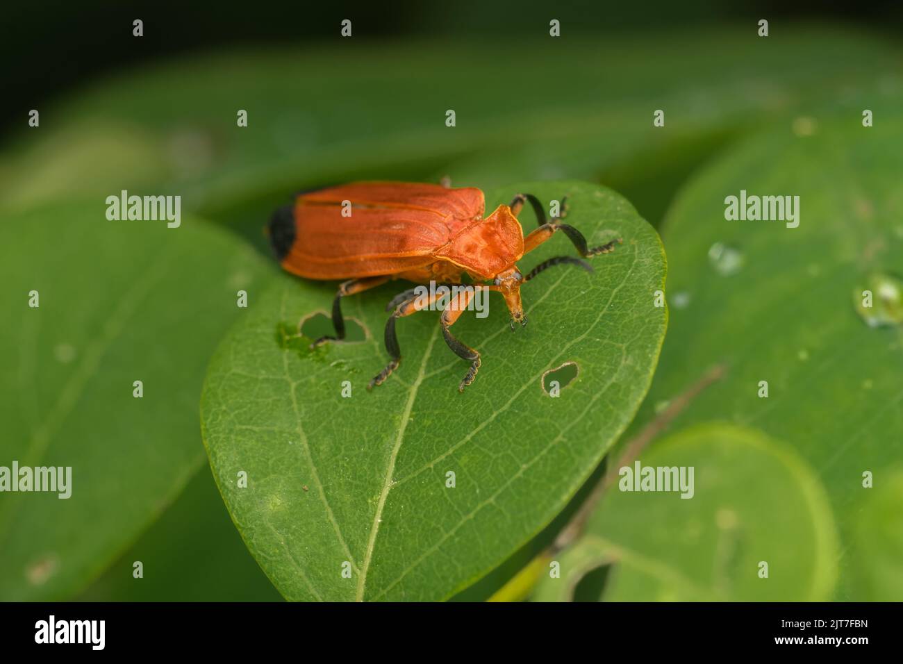 Net winged beetle hi-res stock photography and images - Alamy